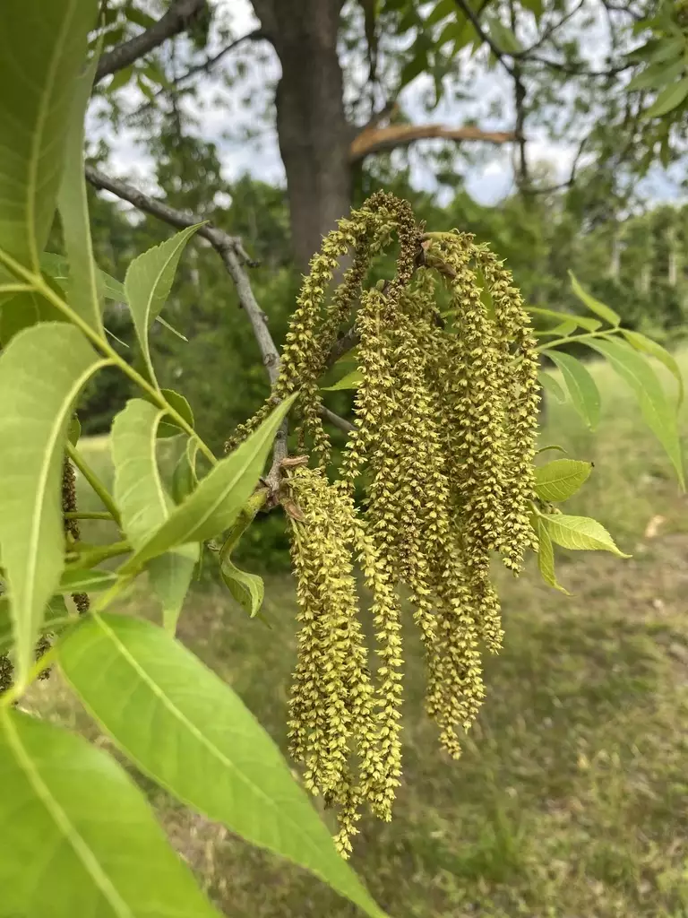 Carya aquatica var. X Illinoensis - Deciduous,Edible Fruit/Nuts,Fruits ...