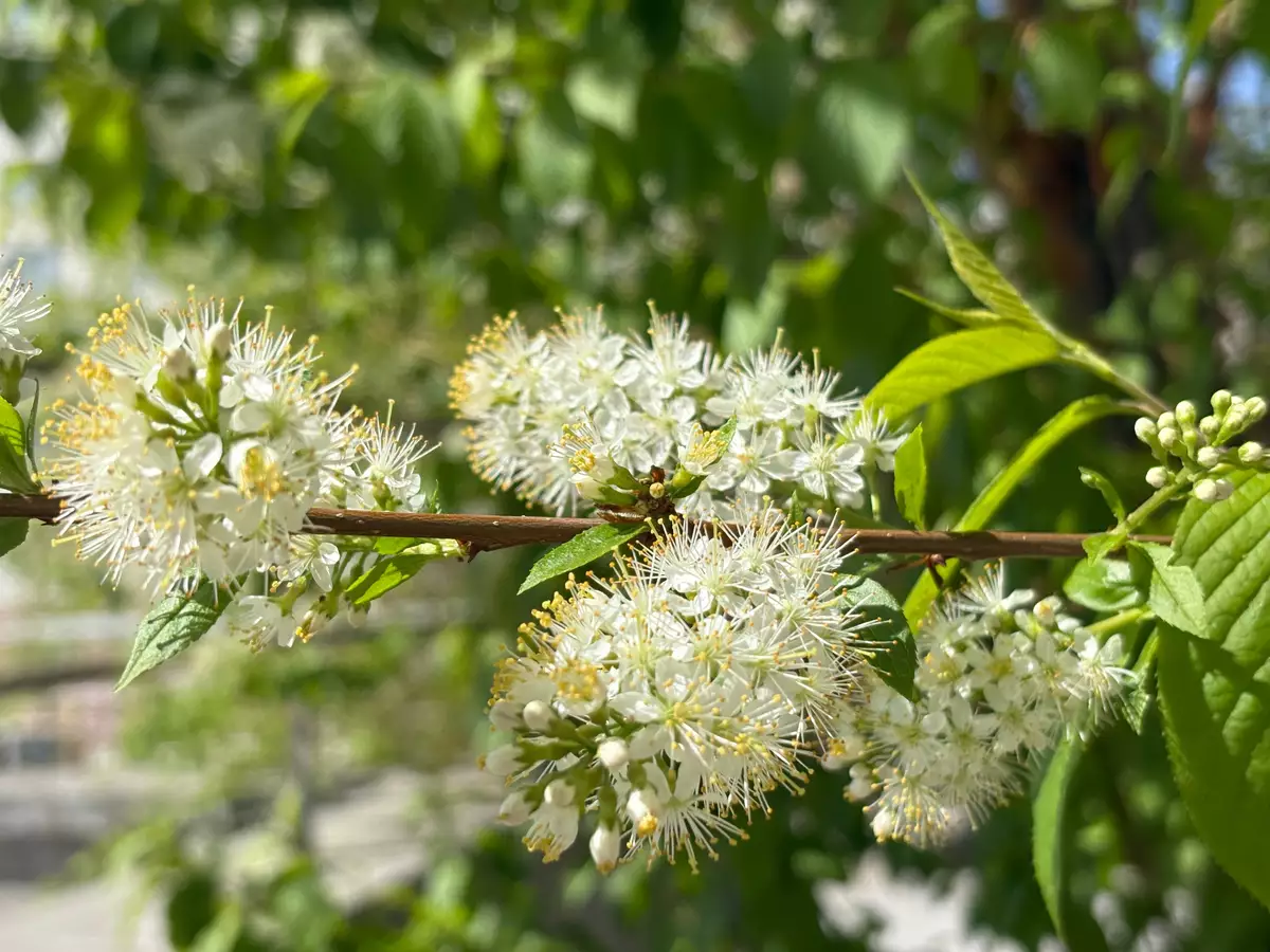 Prunus pensylvanica - Deciduous,Medicinal Herbs - Fire Cherry, Pin Cherry