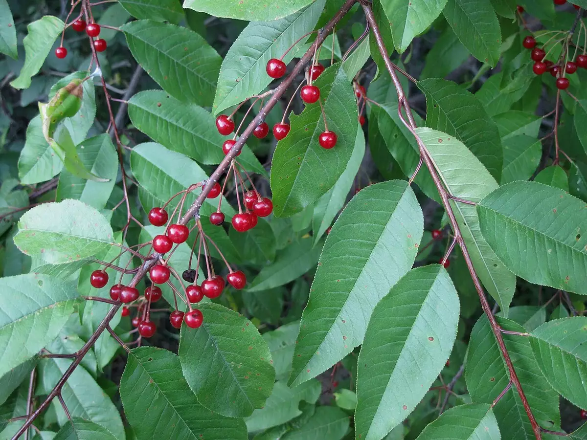 Prunus pensylvanica - Deciduous,Medicinal Herbs - Fire Cherry, Pin Cherry