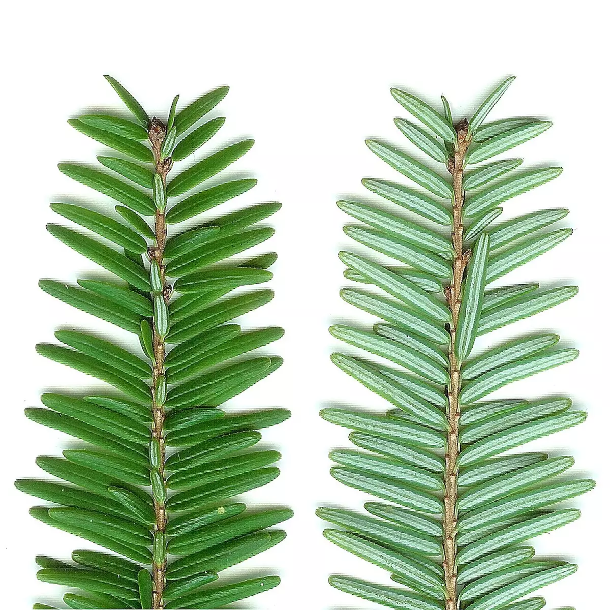 Tsuga canadensis Northern - Common Bonsai,Conifer,Evergreen Leaves ...