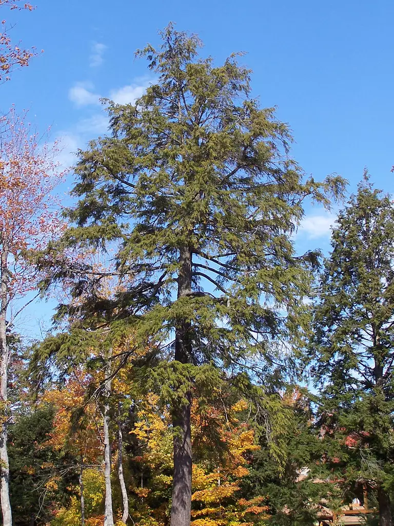 Tsuga canadensis Northern - Common Bonsai,Conifer,Evergreen Leaves ...