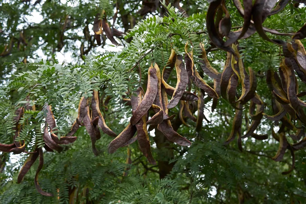 Gleditsia triacanthos inermis - Deciduous,Shade Tree - Thornless Honey ...