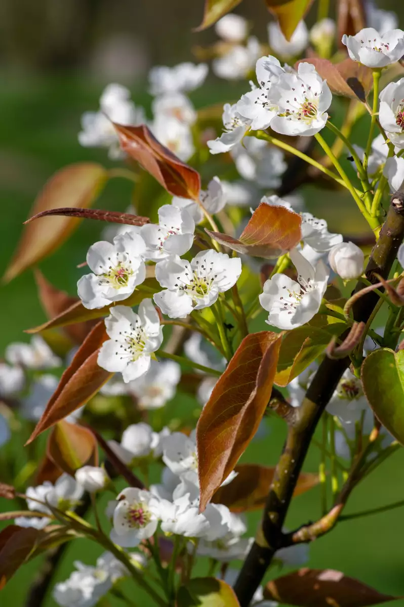 Pyrus pyrifolia - Flowering Tree - Asian Pear, Chinese Pear, Chinese ...