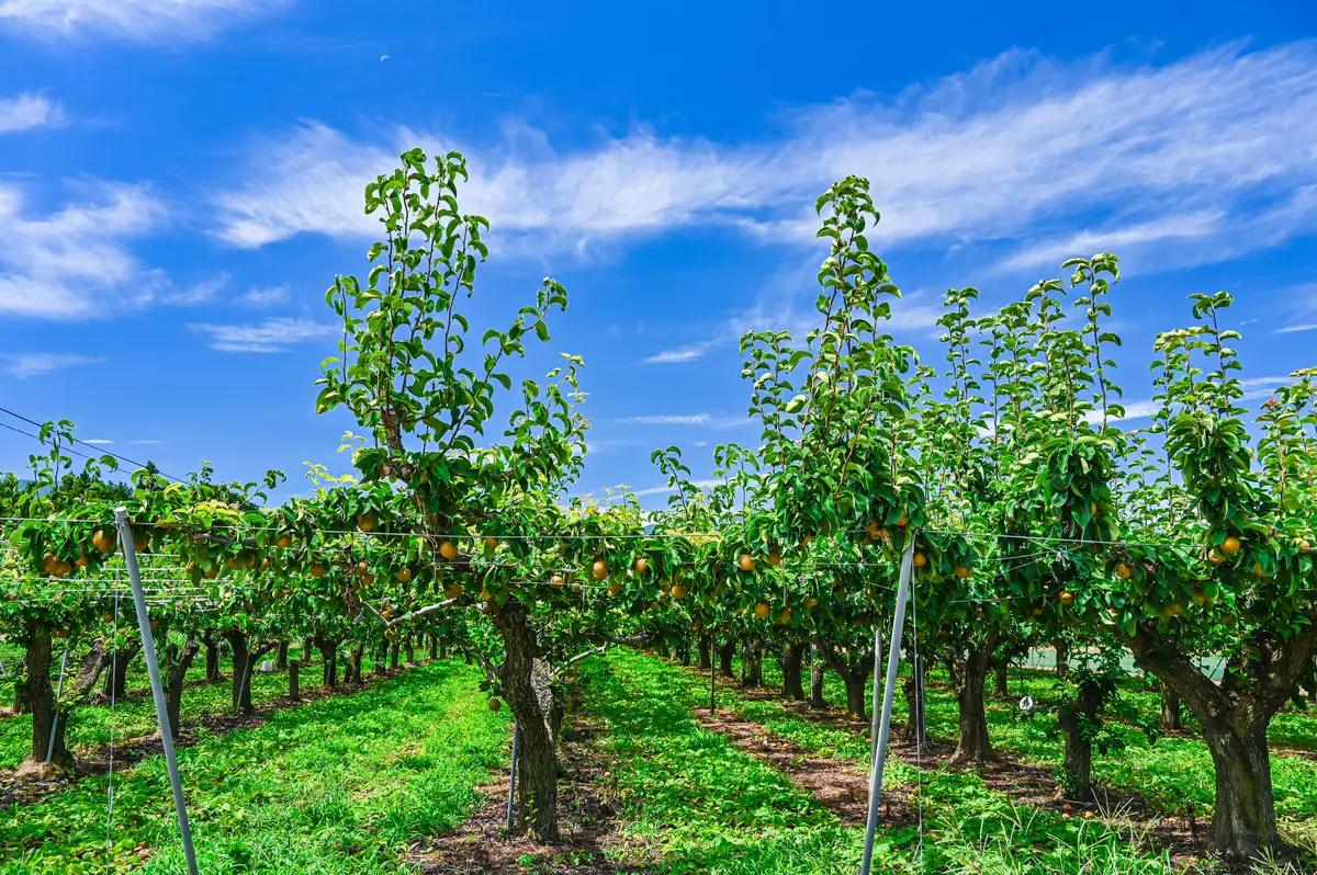 Pyrus pyrifolia - Flowering Tree - Asian Pear, Chinese Pear, Chinese ...