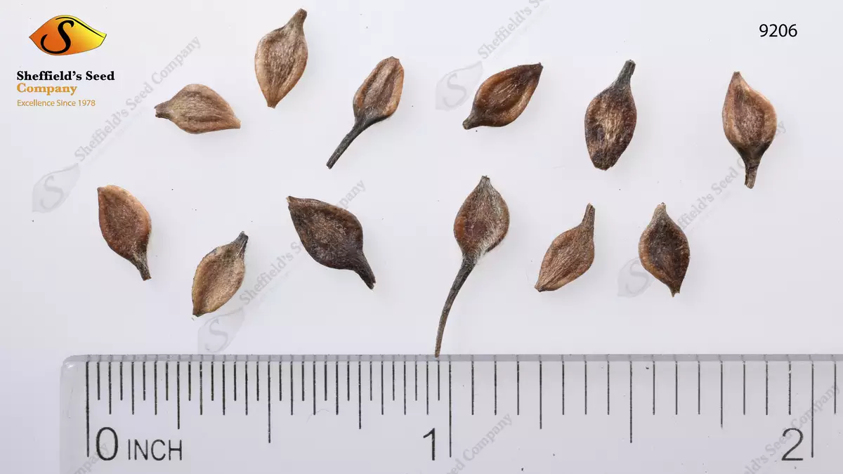 Clematis integrifolia - Flower,Herbaceous Plants,Vine,Web page ...