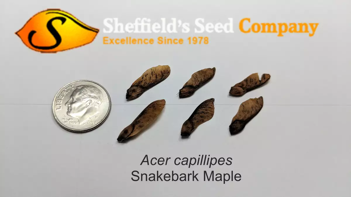 ACER capillipes - Hardwood - Snake-bark Maple