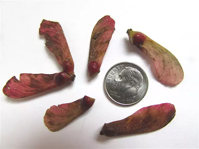 Acer japonicum var. aconitifolium fresh/green seed - Common Bonsai ...