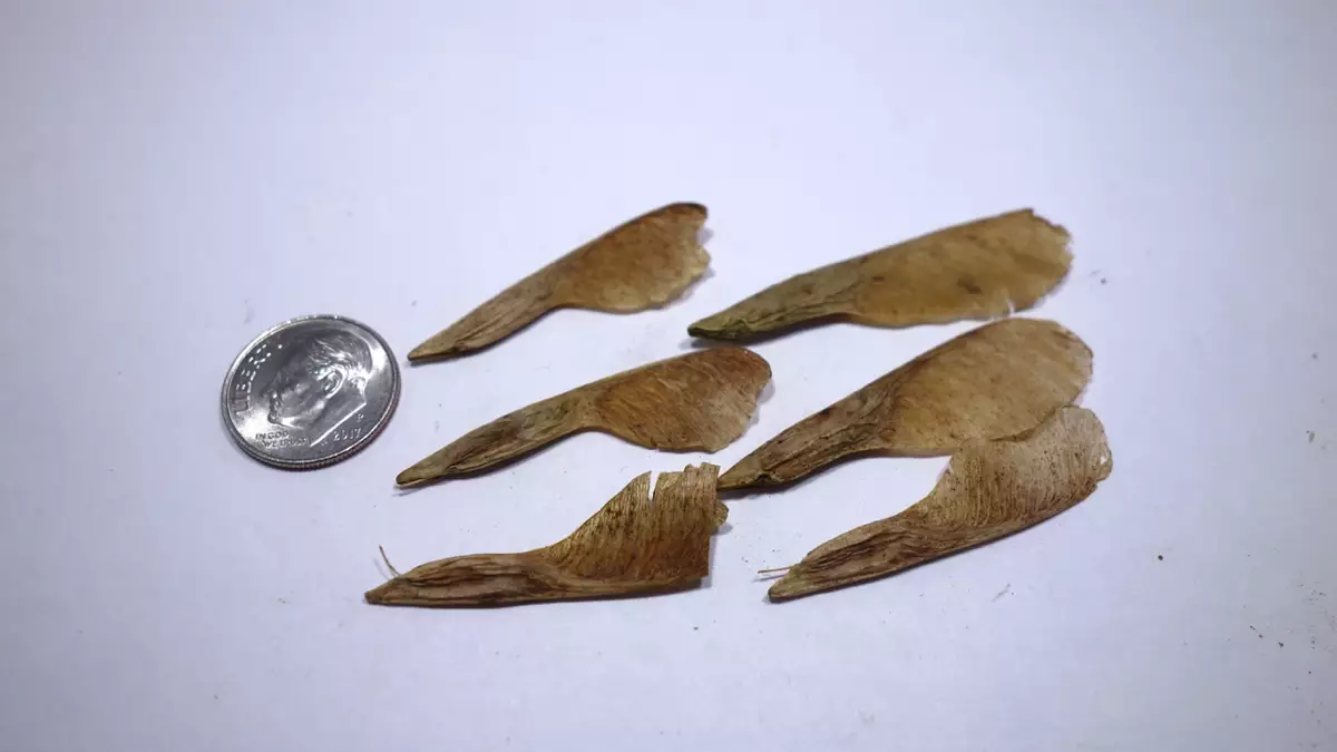 Acer negundo - Common Bonsai,Hardwood - Ash-leaved Maple, Ashleaf Maple ...