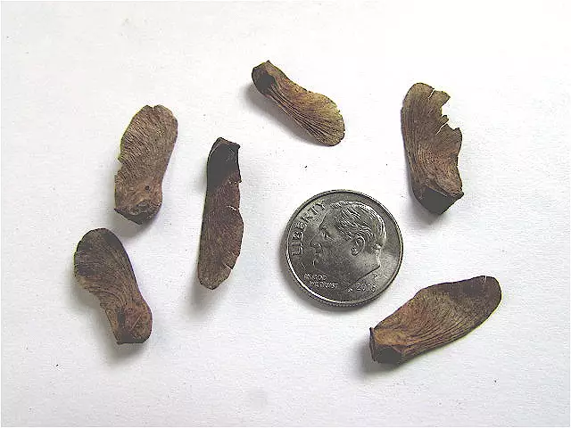 Acer palmatum ssp. matsumurae 'Beni Otake' dry seed - Common Bonsai ...