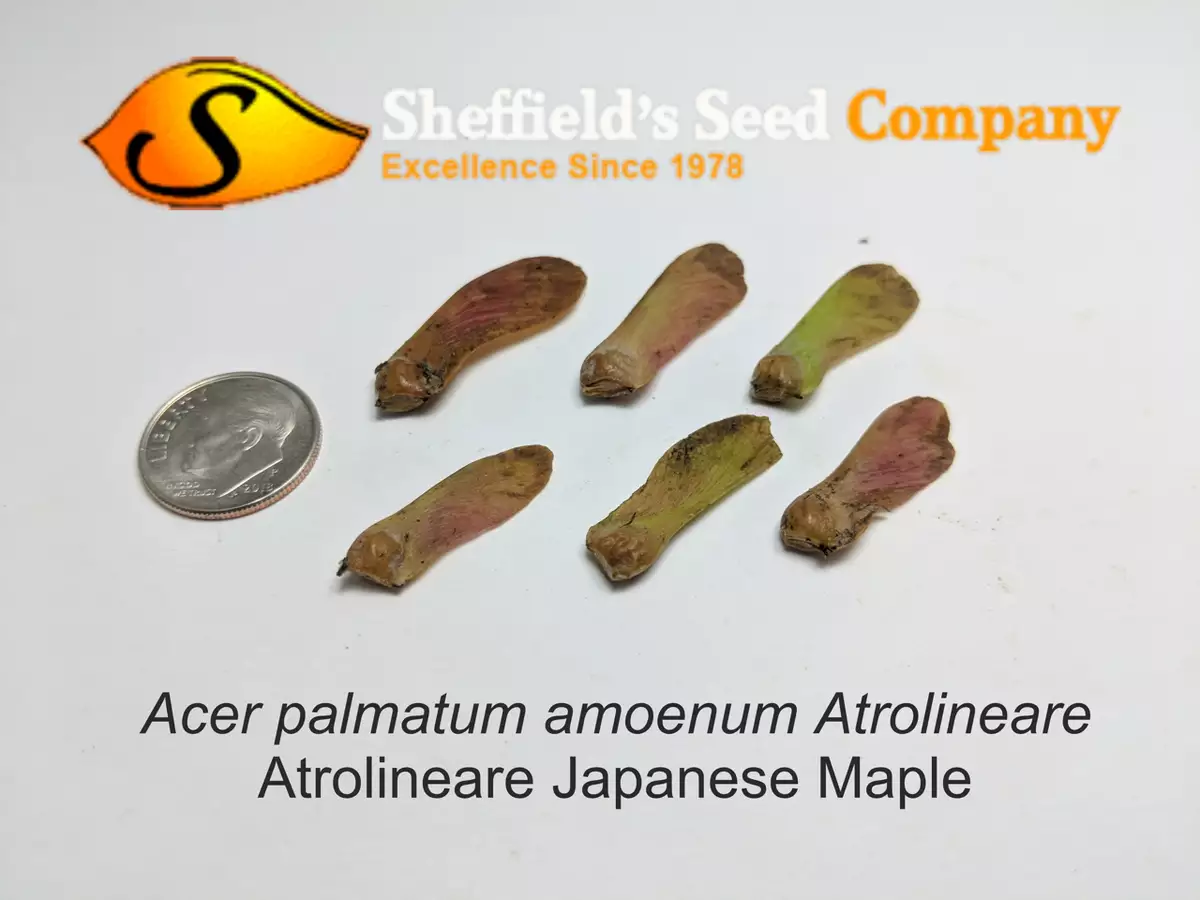Acer palmatum ssp. amoenum 'Atrolineare' fresh/green seed - Common ...