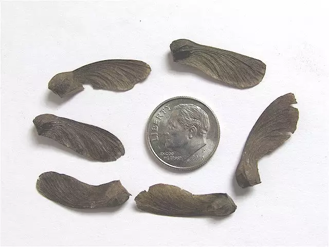 Acer palmatum ssp. matsumurae 'Oshio Beni' dry seed - Common Bonsai ...