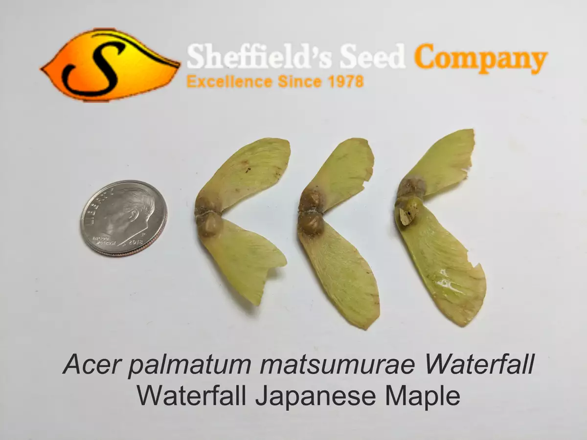 Acer palmatum ssp. matsumurae 'Waterfall' fresh/green seed - Common ...