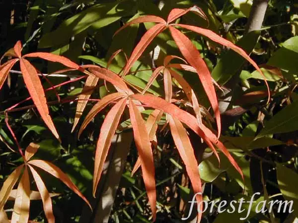 Acer pentaphyllum - Deciduous,Tree,Web page Navigation - Five Leaf ...