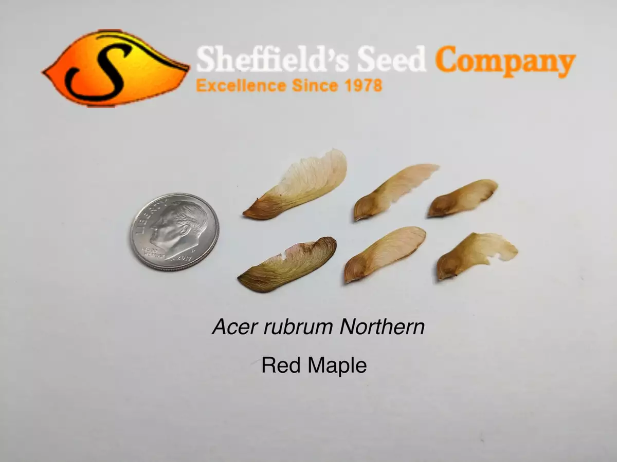 Acer rubrum Northern winged seed - Common Bonsai,Deciduous,Hardwood ...