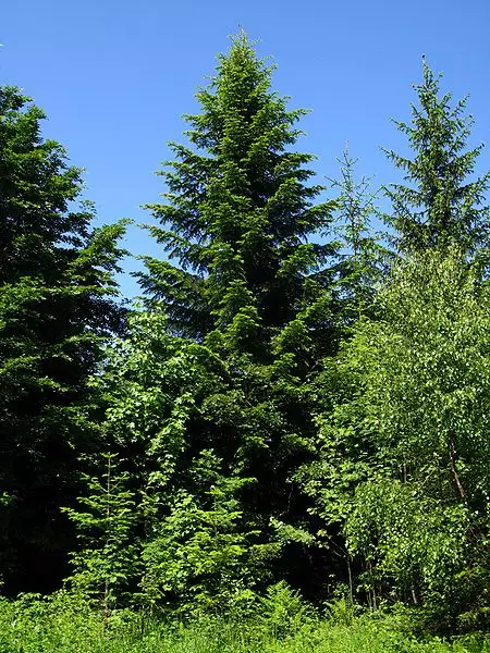 Abies alba - Conifer,Medicinal Herbs,Web page Navigation - Common ...