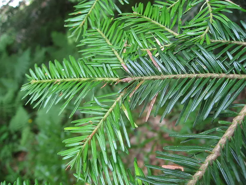 Abies alba - Conifer,Medicinal Herbs,Web page Navigation - Common ...