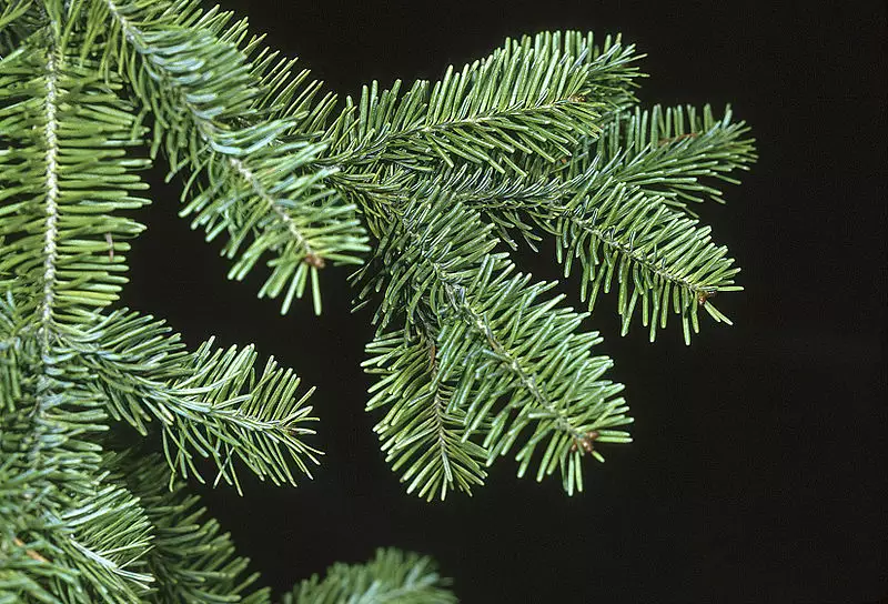 Abies balsamea 'Cook's Blue' New Hampshire - Conifer - Balsam Fir, Cook ...