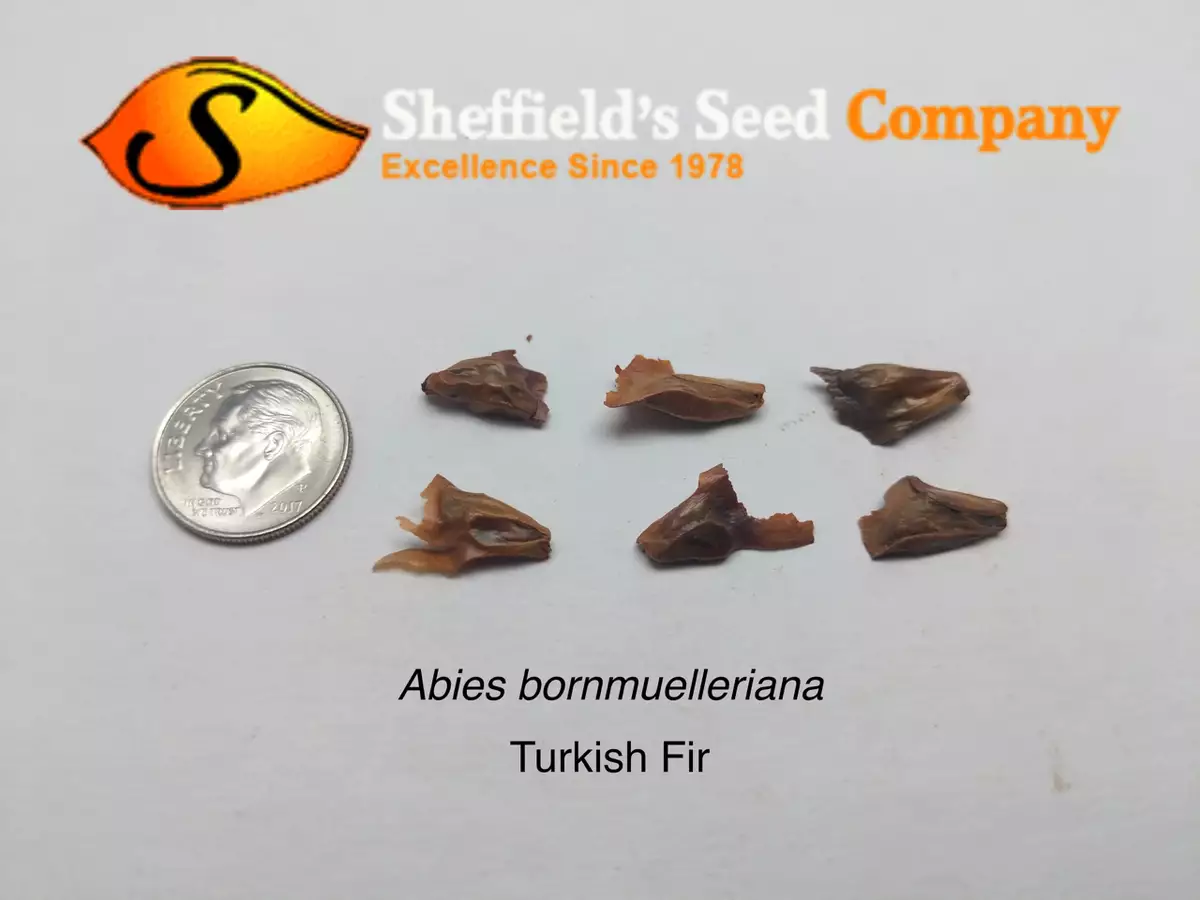 Abies bornmuelleriana Kongsora - Web page Navigation - Kongsora ...