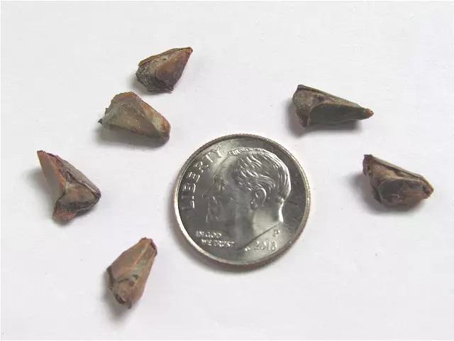 Abies firma - Common Bonsai,Conifer - Japanese Fir, Momi Fir