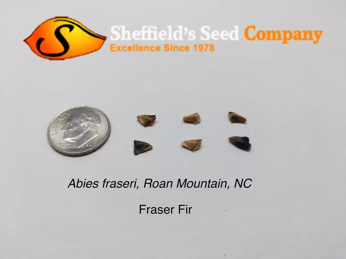 Abies fraseri NC, Roan Mt. - Conifer - Fraser Fir, Fraser's Fir