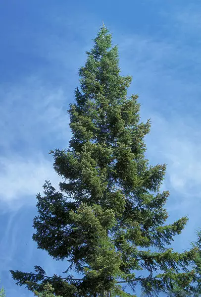 Abies grandis Inland Ecotype - Conifer - Clearwater Grand Fir, Giant ...