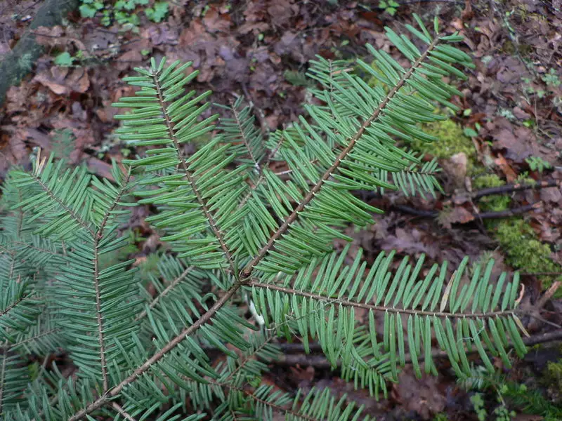 Abies grandis Inland Ecotype - Conifer - Clearwater Grand Fir, Giant ...