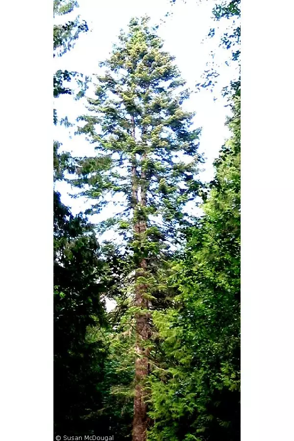 Abies grandis Inland Ecotype - Conifer - Clearwater Grand Fir, Giant ...