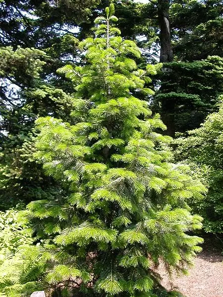 Abies pindrow - Conifer - Pindrow Fir, Silver Fir, West Himalayan Fir