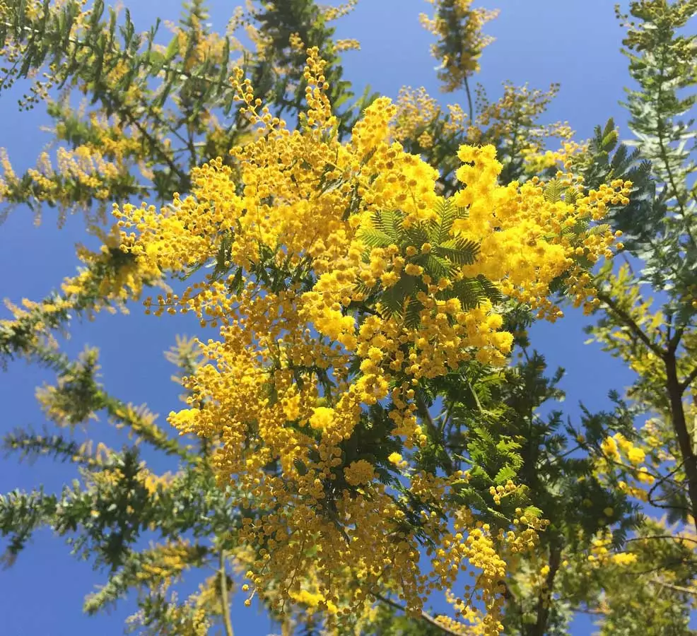 Acacia baileyana - Flowering Tree - Bailey Acacia, Cootamundra Wattle ...