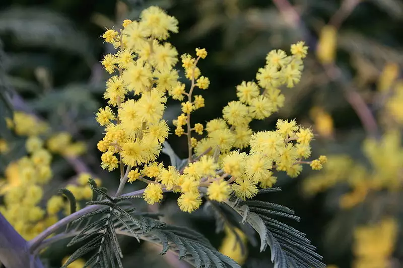 Acacia dealbata - Common Bonsai,Flowering Tree - Mimosa, Silver Wattle