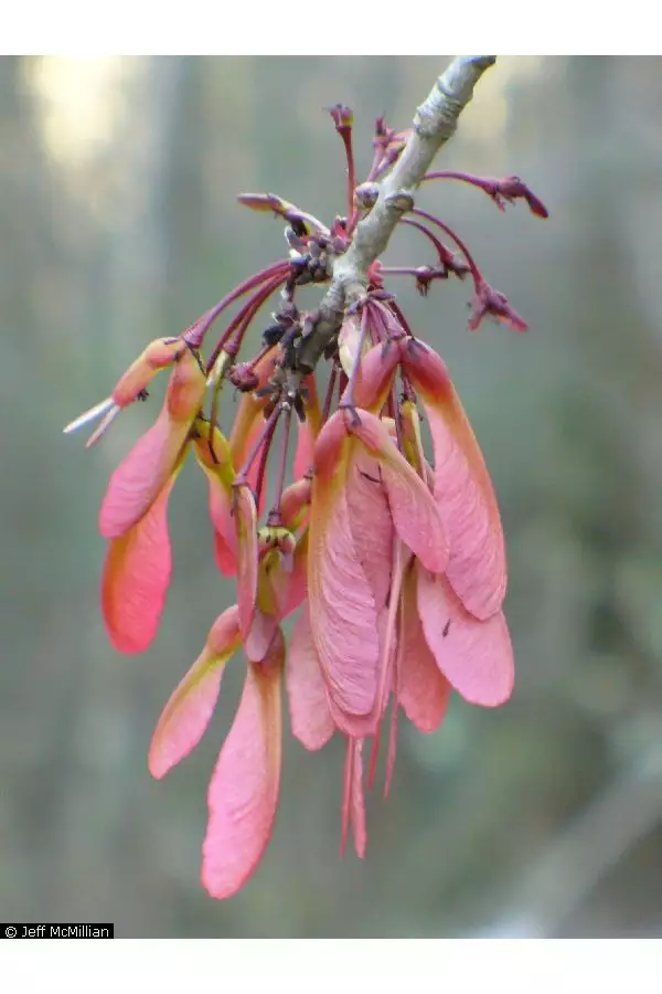Acer rubrum var. drummondii - Hardwood - Drummond Red Maple, Drummond's ...