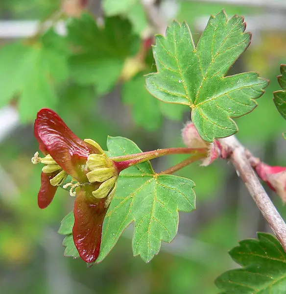 Acer glabrum - Hardwood - Rocky Mountain Maple