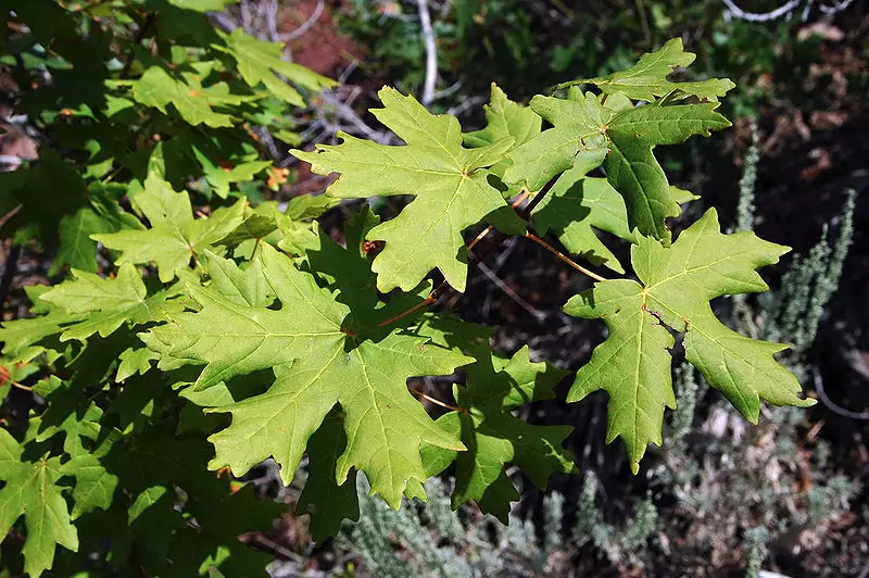 Acer grandidentatum - Hardwood - Bigtooth Maple, Canyon Maple, Limerock ...