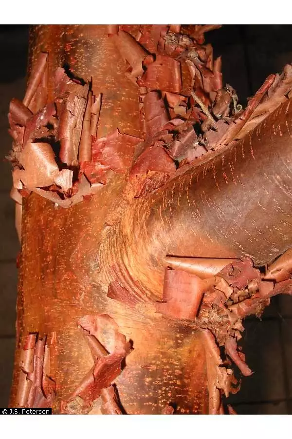 Acer griseum fresh/green seed - Hardwood - Paper Bark Maple, Paperbark ...