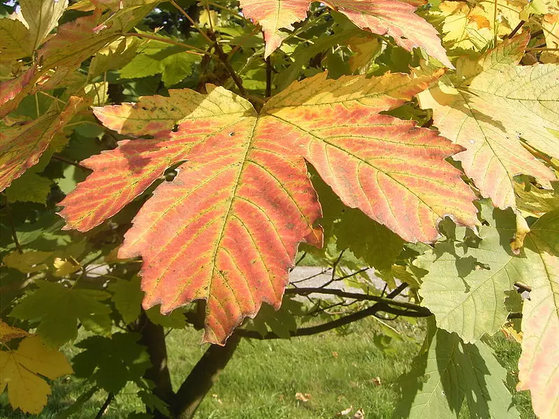 Acer heldreichii - Hardwood - Balkan Maple, Greek Maple, Heldreich's Maple