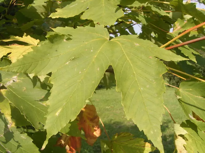 Acer heldreichii - Hardwood - Balkan Maple, Greek Maple, Heldreich's Maple