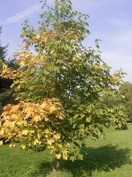 Acer heldreichii - Hardwood - Balkan Maple, Greek Maple, Heldreich's Maple