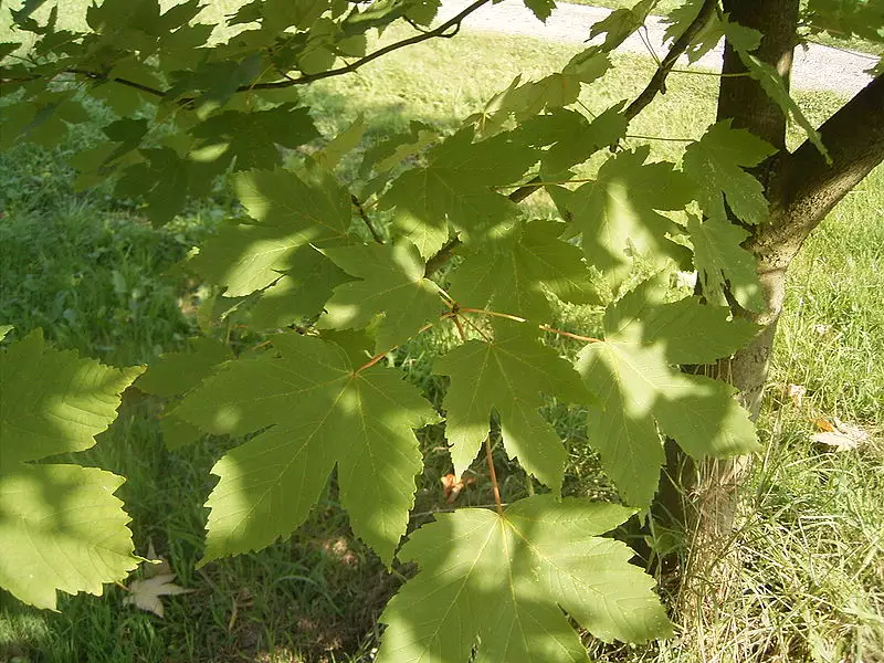 Acer heldreichii - Hardwood - Balkan Maple, Greek Maple, Heldreich's Maple