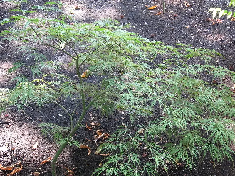 Acer palmatum ssp. matsumurae 'Seiryu' - Common Bonsai,Deciduous,Tree ...
