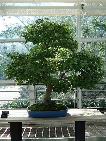 Acer palmatum ssp. amoenum 'Ichigyoji' dry seed - Common Bonsai ...
