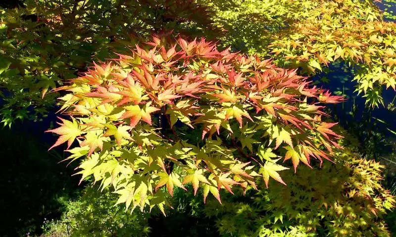 Acer palmatum ssp. amoenum 'Ichigyoji' dry seed - Common Bonsai ...