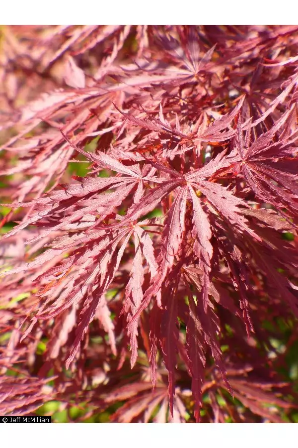 Acer palmatum ssp. amoenum 'Atrolineare' dry seed - Common Bonsai ...