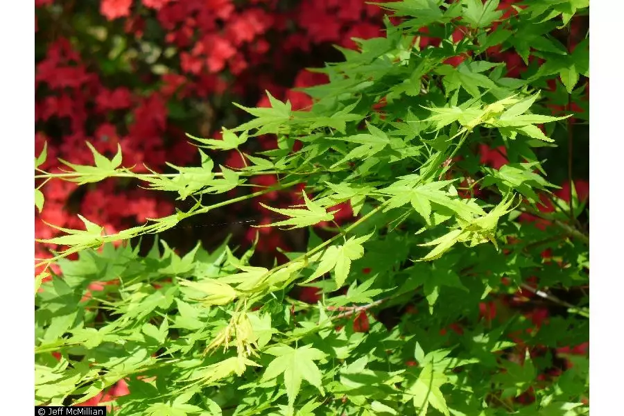Acer palmatum ssp. amoenum 'Ichigyoji' dry seed - Common Bonsai ...