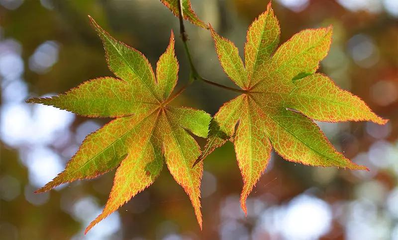 Acer palmatum ssp. amoenum 'Ichigyoji' dry seed - Common Bonsai ...