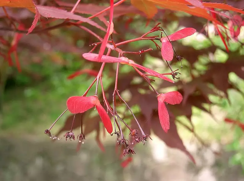 Acer palmatum ssp. amoenum 'Tsukushigita' dry seed - Common Bonsai ...