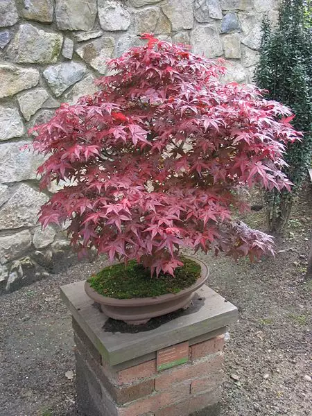 Acer palmatum ssp. matsumurae 'Oshio Beni' dry seed - Common Bonsai ...