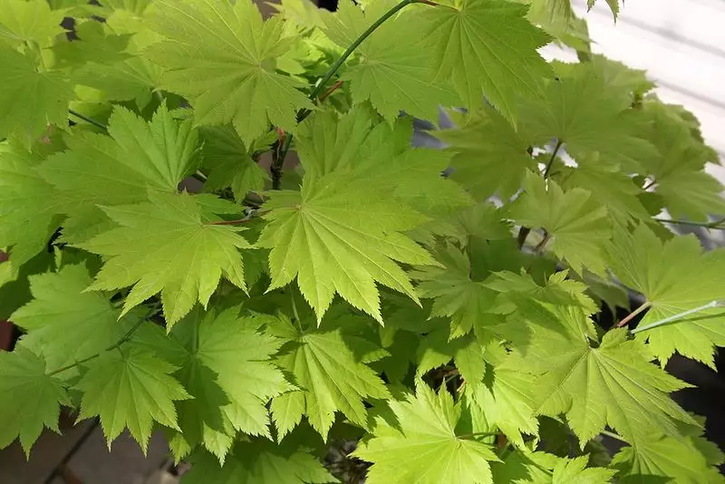 Acer shirasawanum var. aureum dry seed - Common Bonsai,Deciduous,Tree ...