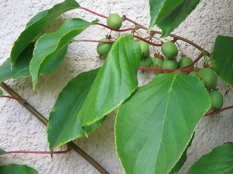 Actinidia arguta - Vine - Bower Actinidia, Hardy Kiwi, Kiwi Berry, Tara ...