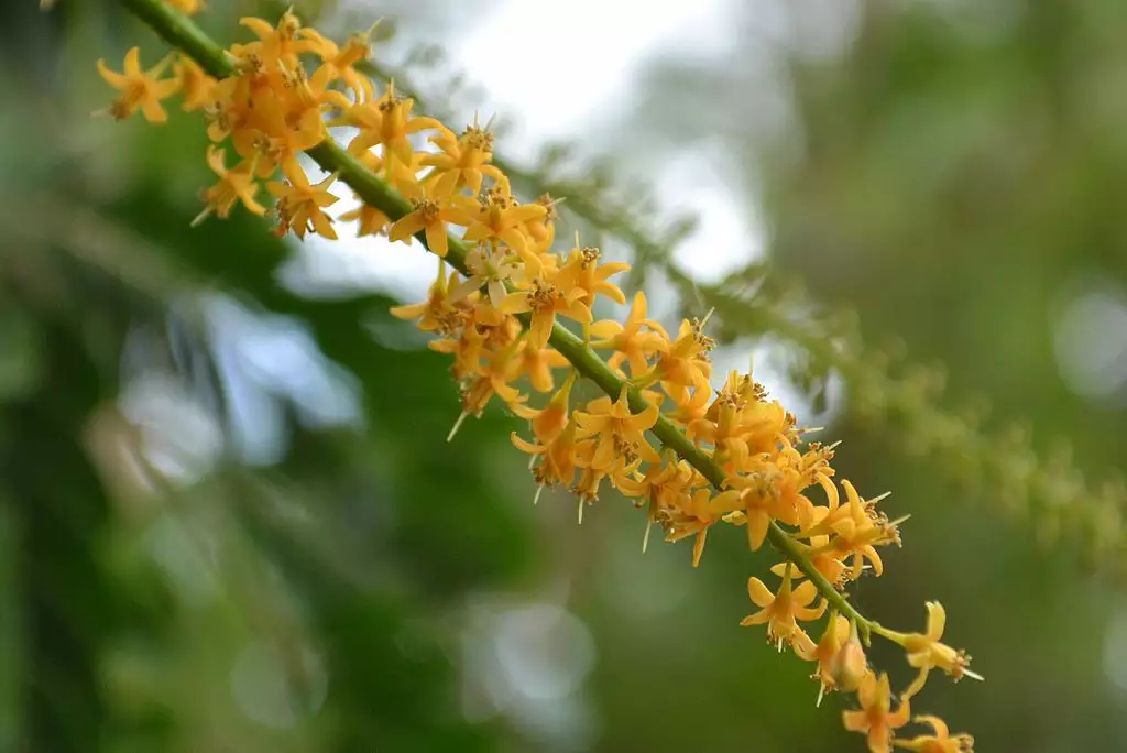 Adenanthera pavonina - Flowering Tree,Ornamental Fruit,Tree,Web page ...