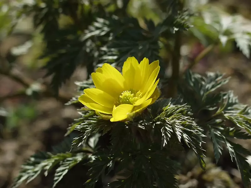 Adonis amurensis - Flower,Herbaceous Plants,Perennial,Web page ...